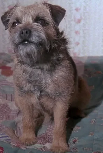 Toto (Novels) | Oz Wiki | Fandom