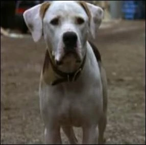 Chance (Homeward Bound) | Heroes Wiki | Fandom
