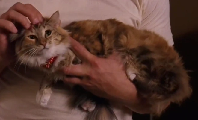 Little Boy Cat | Psych Wiki | Fandom