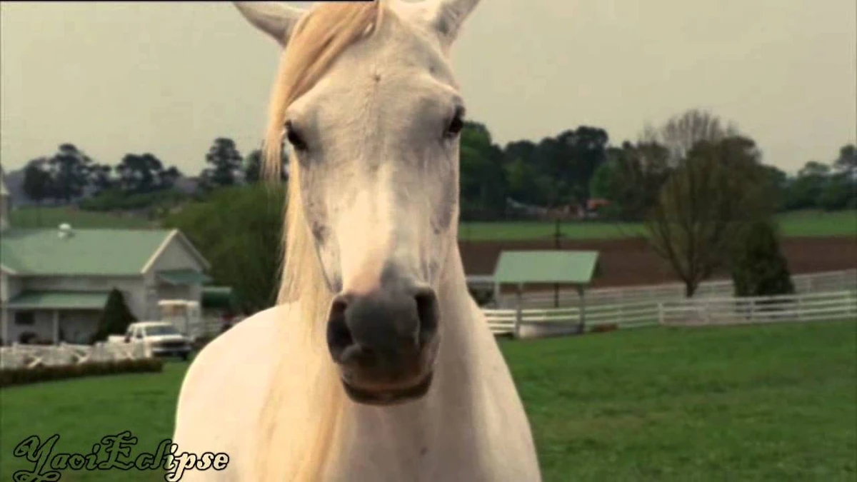 Racing Striper Sandy