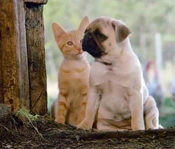 milo cat otis dog coloring pages