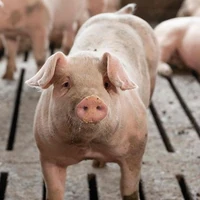 Pig | Heroes Wiki | Fandom