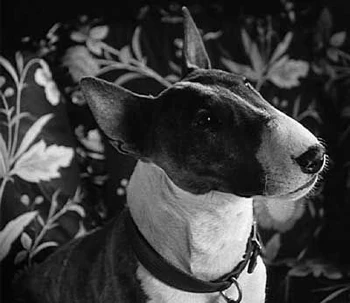 Sparky (Frankenweenie) | Heroes Wiki | Fandom