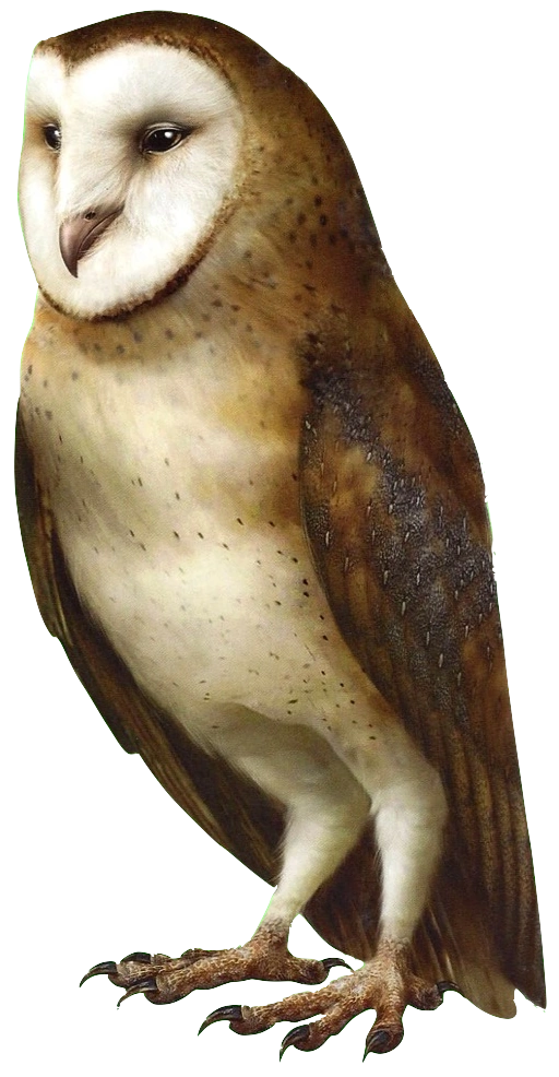 Noctus | Heroes Wiki | Fandom