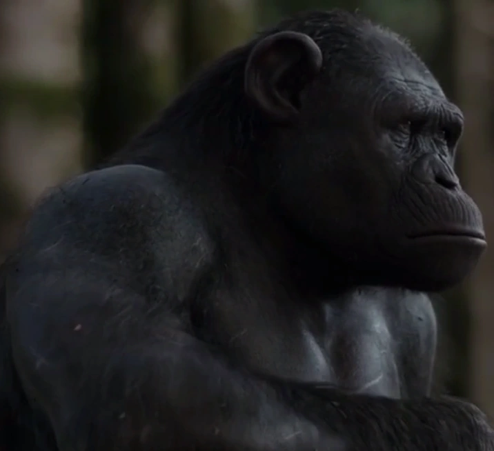 Rocket (Planet of the Apes) | Heroes Wiki | Fandom