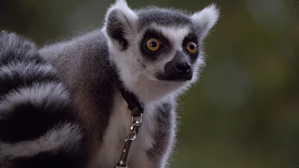 Tobias | Psych Wiki | Fandom