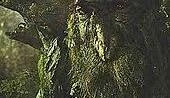 Treebeard | Heroes Wiki | Fandom