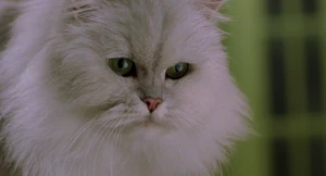 Snowbell/Gallery | Heroes Wiki | Fandom