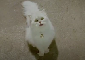 Snowbell/Gallery | Heroes Wiki | Fandom