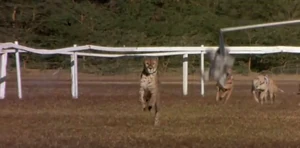 Duma (Disney) | Heroes Wiki | Fandom