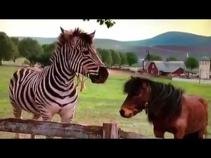 Tucker (Racing Stripes) | Heroes Wiki | Fandom