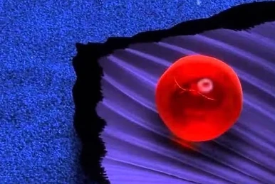 finding nemo barracuda roar