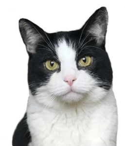 Pusic (CatPusic) | Heroes Wiki | Fandom