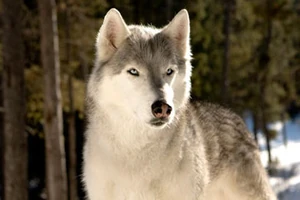 Buck (The Call of the Wild) | Heroes Wiki | Fandom