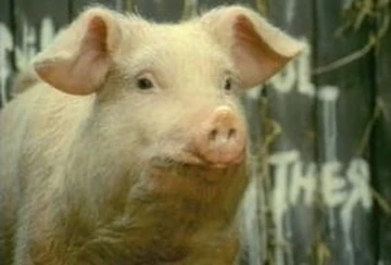 Animal Farm Movie Snowball