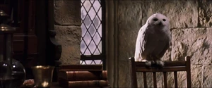Hedwig/Gallery | Heroes Wiki | Fandom
