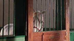 Racing Stripes Sandy