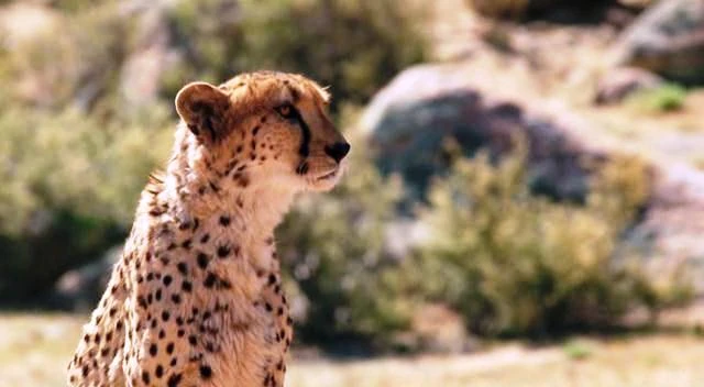 Duma (Duma) | Heroes Wiki | Fandom