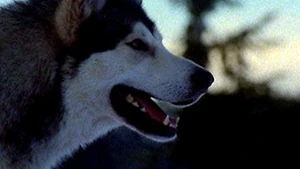 Buck (The Call of the Wild) | Heroes Wiki | Fandom