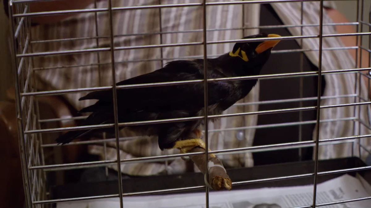 Unnamed Myna Bird | Psych Wiki | Fandom