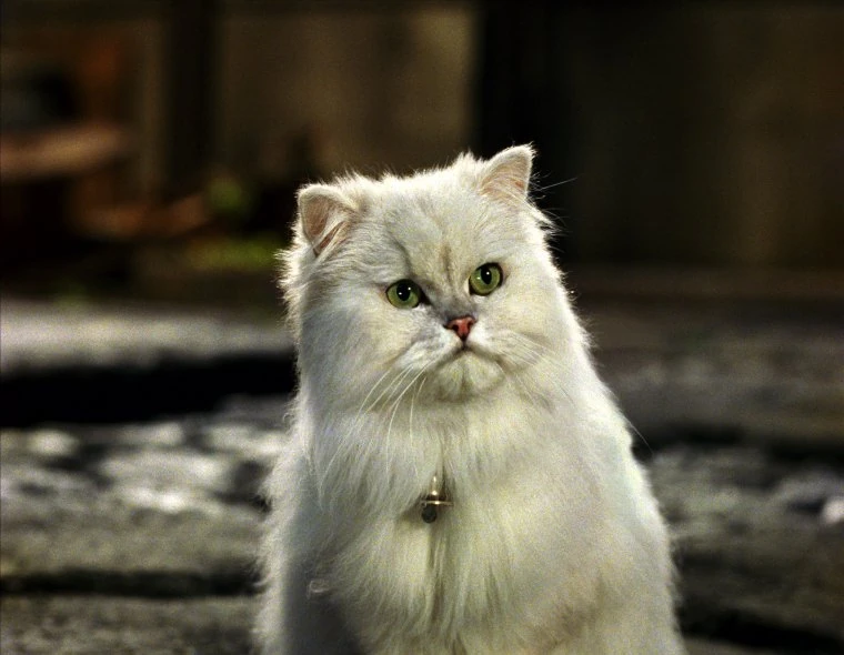 Snowbell | Heroes Wiki | Fandom