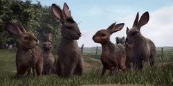 Hazel (Watership Down) | Heroes Wiki | Fandom