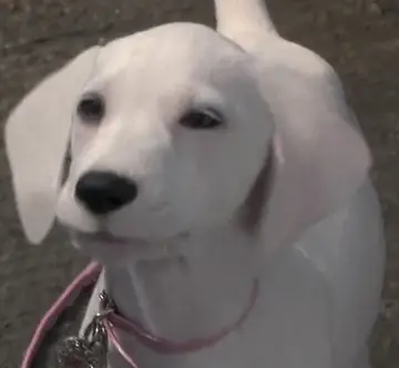 oddball 101 dalmatians