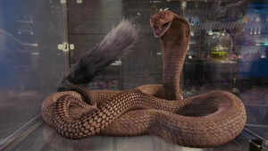 The Snake (The Shaggy Dog)/Gallery | Heroes Wiki | Fandom