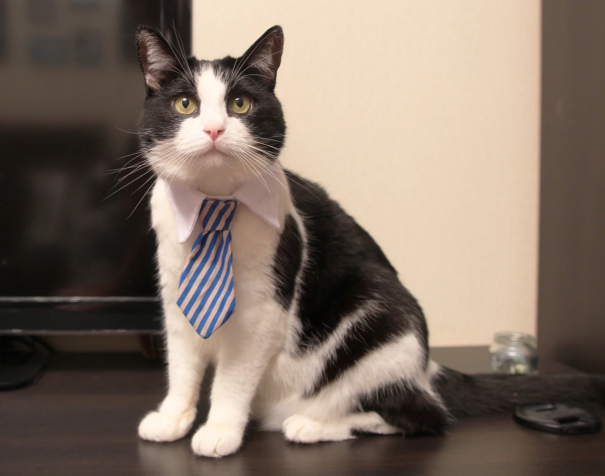 Pusic (CatPusic) | Heroes Wiki | Fandom