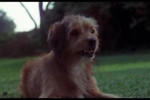 Benji (Benji) | Heroes Wiki | Fandom