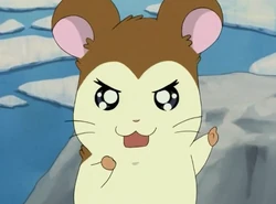 Hamtaro Sandy E Maxwell
