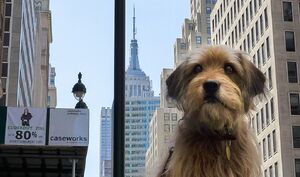 Benji (Benji) | Heroes Wiki | Fandom