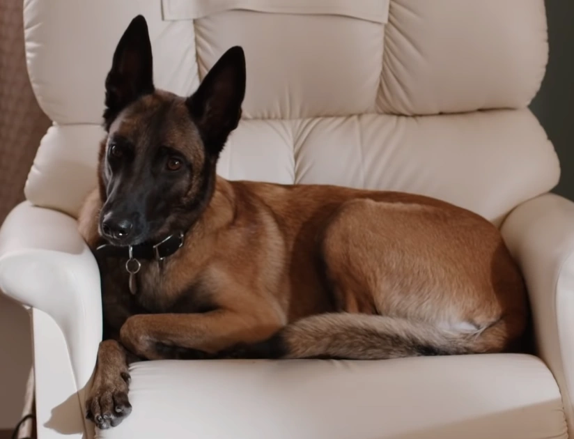 Category:Animals | Psych Wiki | Fandom