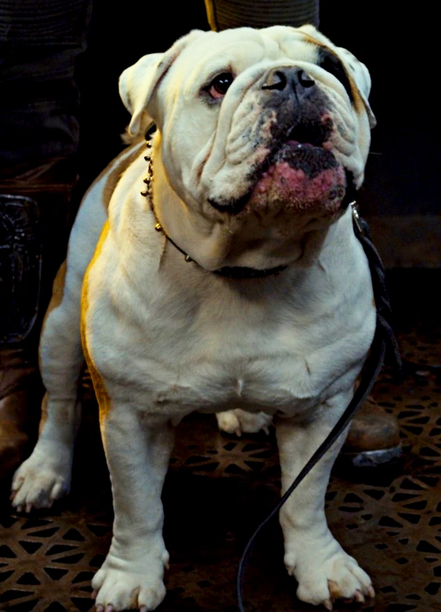 Max | Pacific Rim Wiki | Fandom