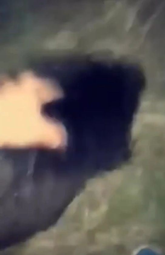 Bober | Pack of grass Wiki | Fandom