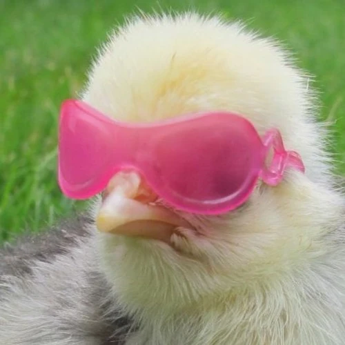 Chickenfighter21 | Pack of grass Wiki | Fandom