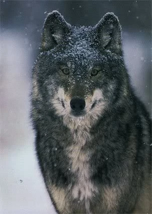 RiverStomp | Packs of the West Wiki | Fandom