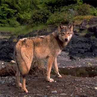 FireFly | Packs of the West Wiki | Fandom