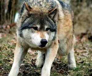 Rowan | Packs Wikia Wiki | Fandom