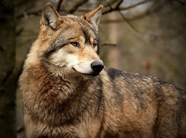 Tearlach | Packs Wikia Wiki | Fandom