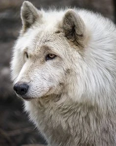 Ulick | Packs Wikia Wiki | Fandom