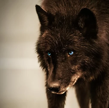 Black Wolf Puppies With Blue Eyes