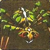 Spider (Pac-Man World series) | Pac-Man Wiki | Fandom