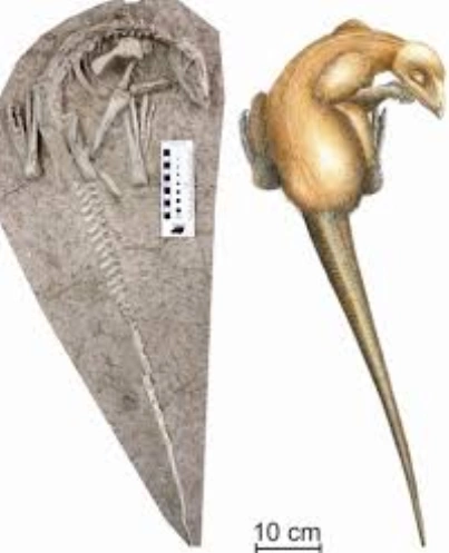 Changmiania liaoningensis | Paleo Wiki | Fandom