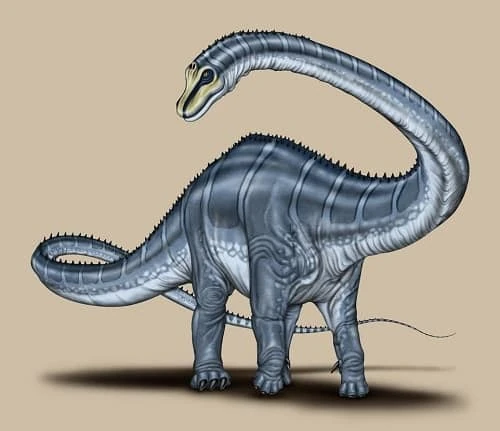 Barosaurus | Paleo Wiki | Fandom