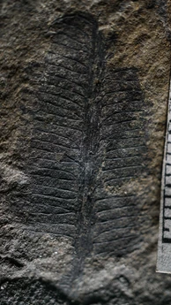 Clase Marattiopsida | Wiki Paleobotánica 2021 | Fandom