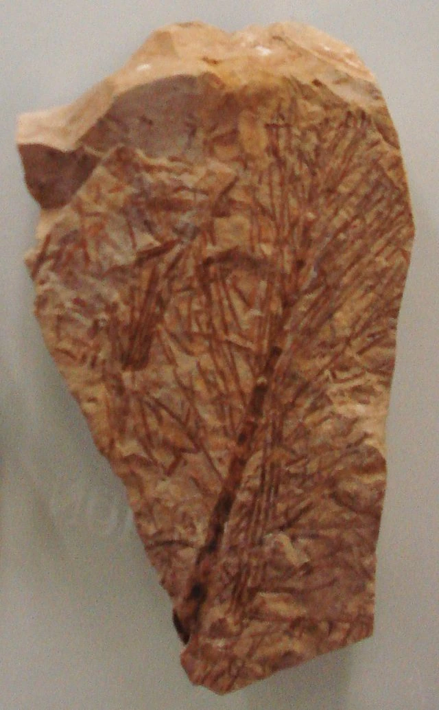 Apocalamitaceae | Wiki Paleobotánica 2021 | Fandom