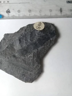 Clase CONIFEROPSIDA | Wiki Paleobotánica 2021 | Fandom