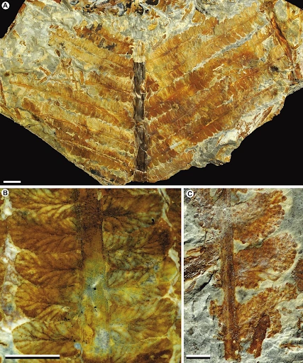 Todites cacereii | Wiki Paleobotánica 2021 | Fandom