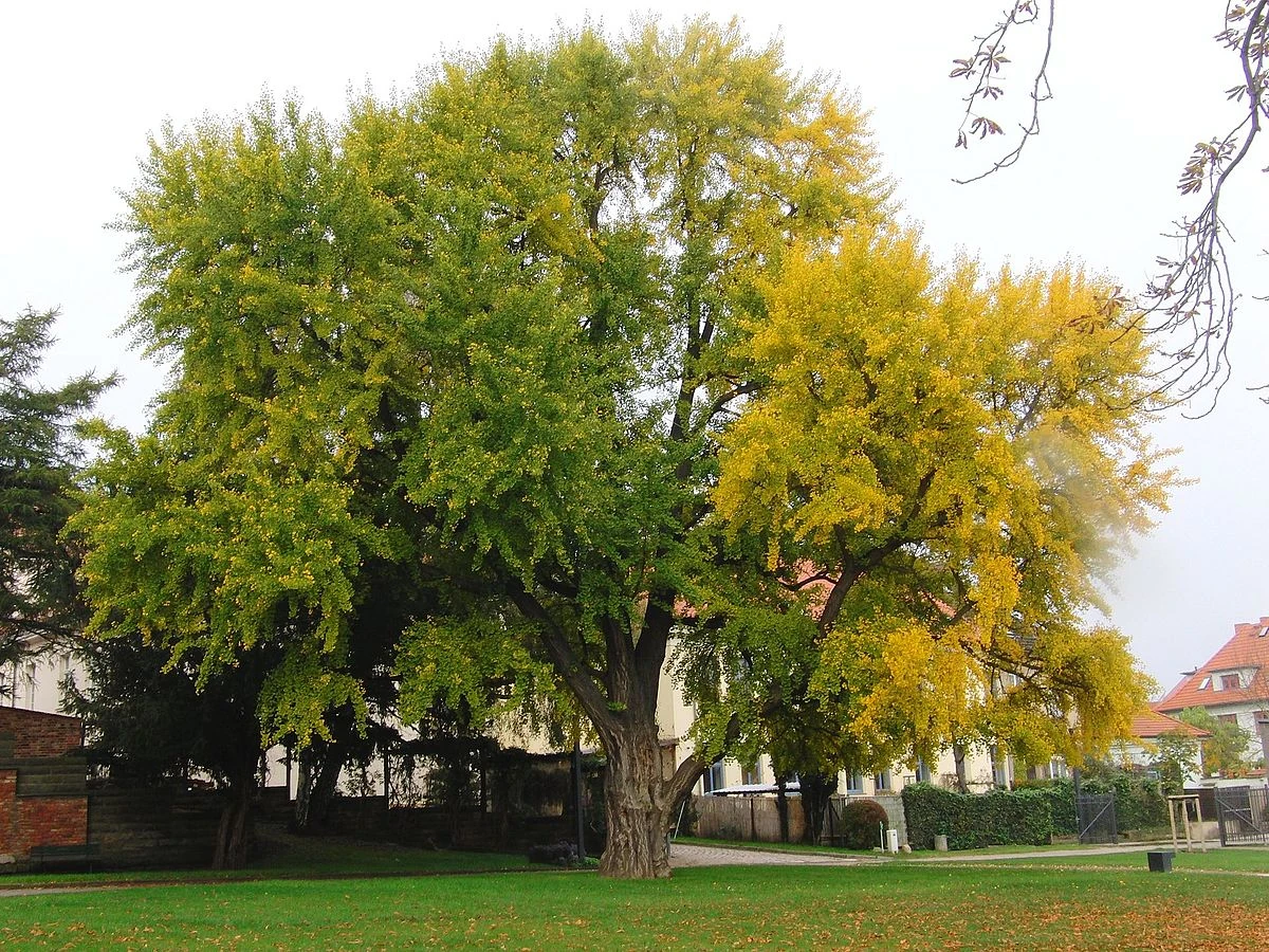 Ginkgopsida | Wiki Paleobotánica 2021 | Fandom